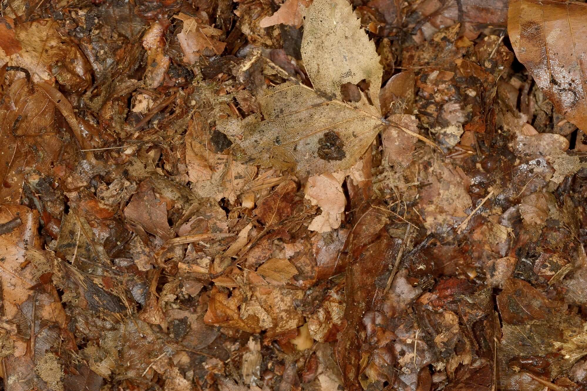 Humus – Natur erforschen