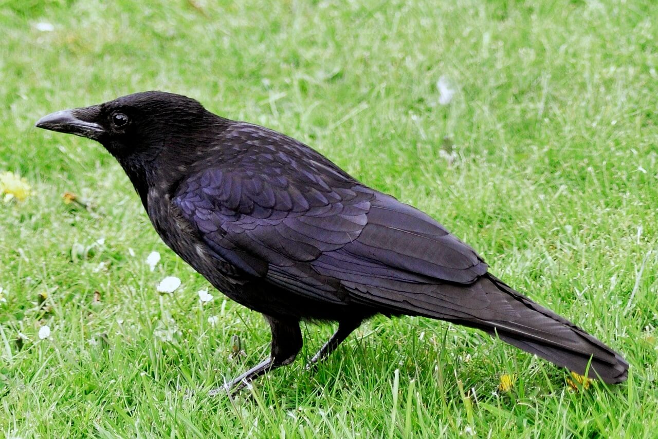 Bildergalerie Rabenvögel – Natur erforschen